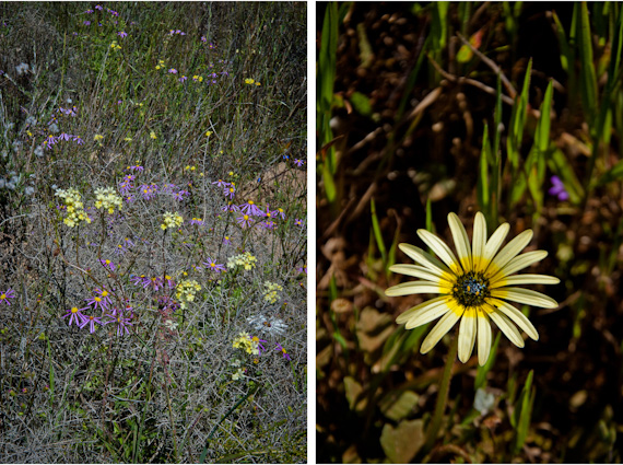 On a Darling Wildflower Safari - twoOregonians
